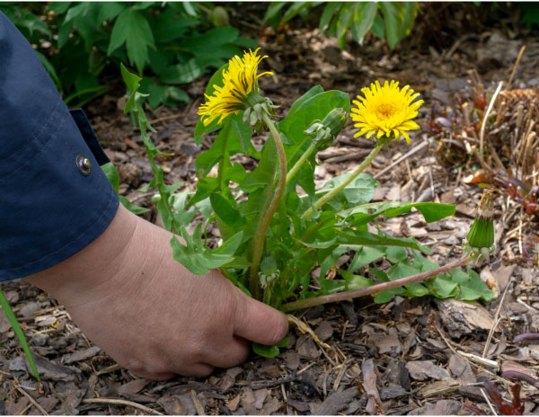 Flower Bed Weeding | ET Lawn Care LLC